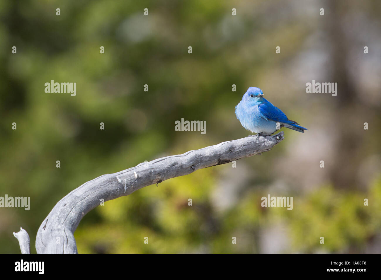 A Mountain Bluebird in flight within Yellowstone National Park ...
