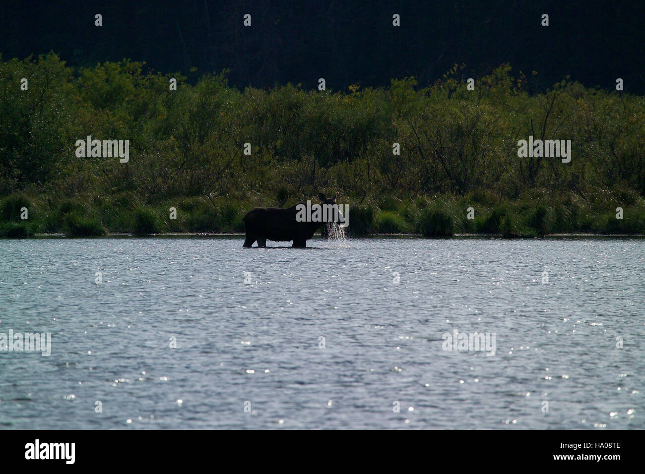 A moose is spotted near Kootenai Lakes in Glacier National Park. The ...