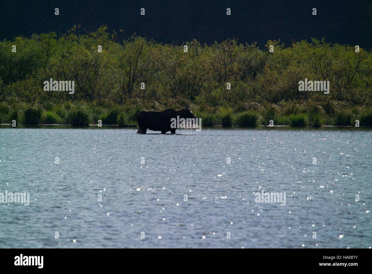 A moose is spotted at Kootenai Lakes in Glacier National Park ...