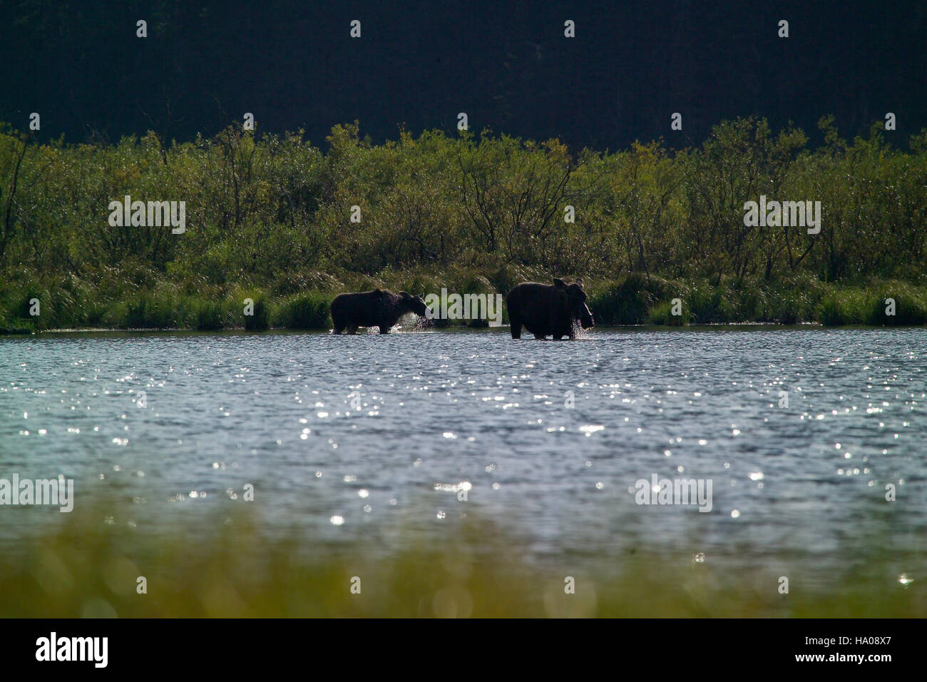 A moose spotted at Kootenai Lakes in Glacier National Park highlights ...