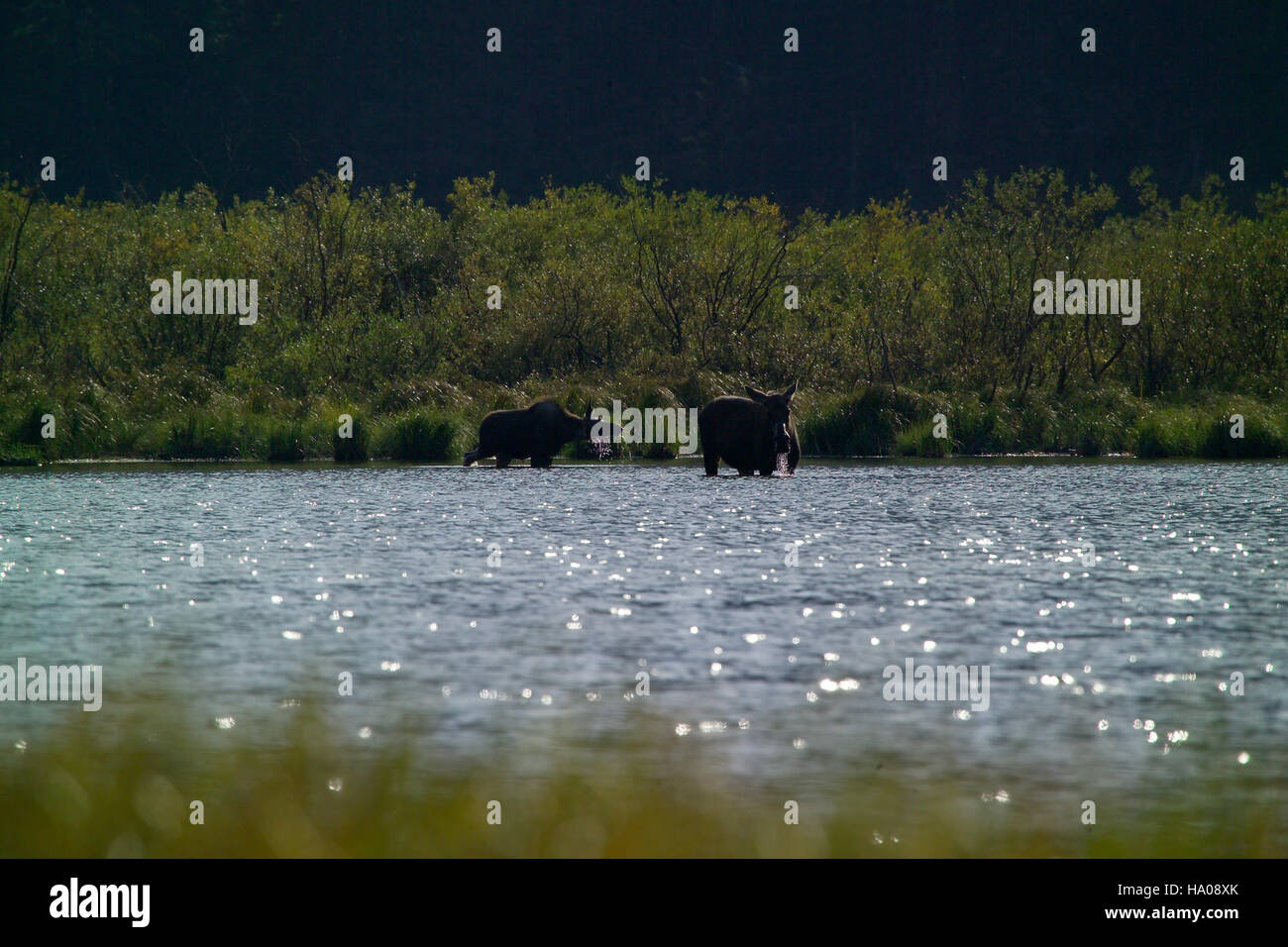 A moose grazing near Kootenai Lakes in Glacier National Park ...
