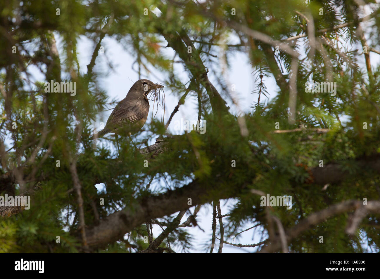 A robin is spotted in Yellowstone National Park, showcasing the park’s ...