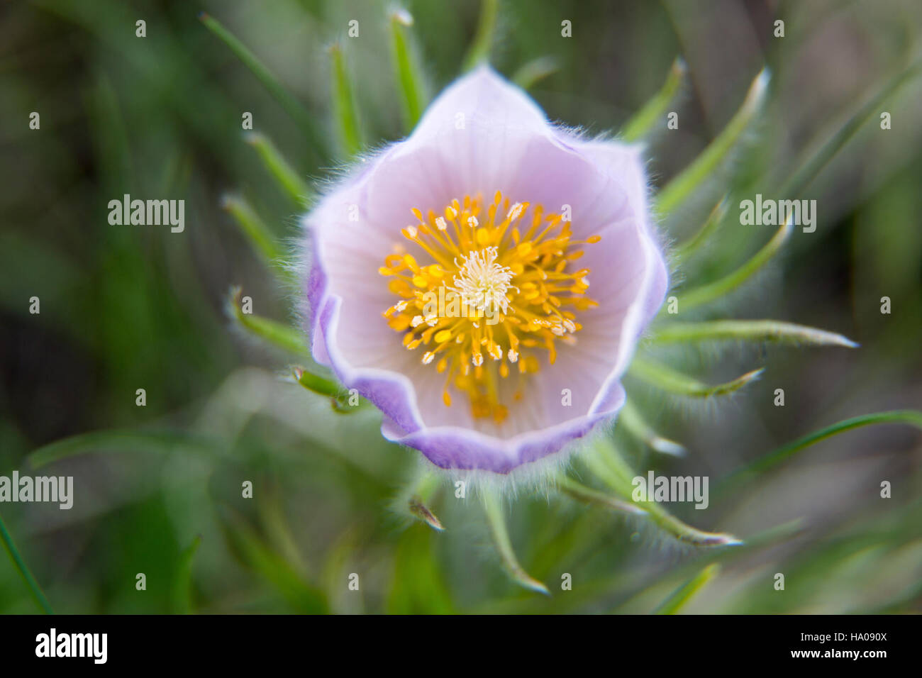 The Pasqueflower, a delicate purple flower, thrives in Yellowstone ...
