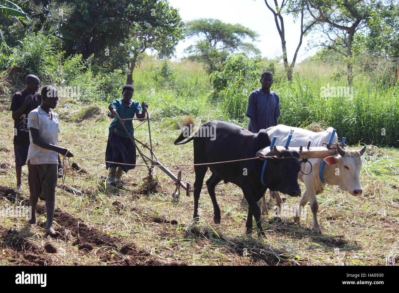 Grace and oxen are featured in this agricultural scene, illustrating ...