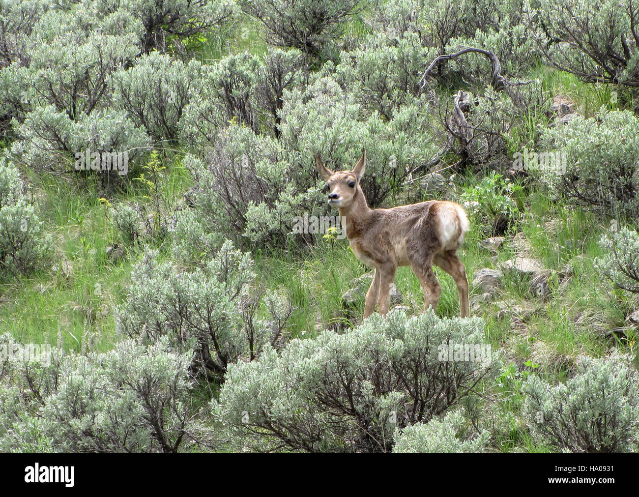 yellowstonenps 30748899732 Pronghorn fawn Stock Photo - Alamy
