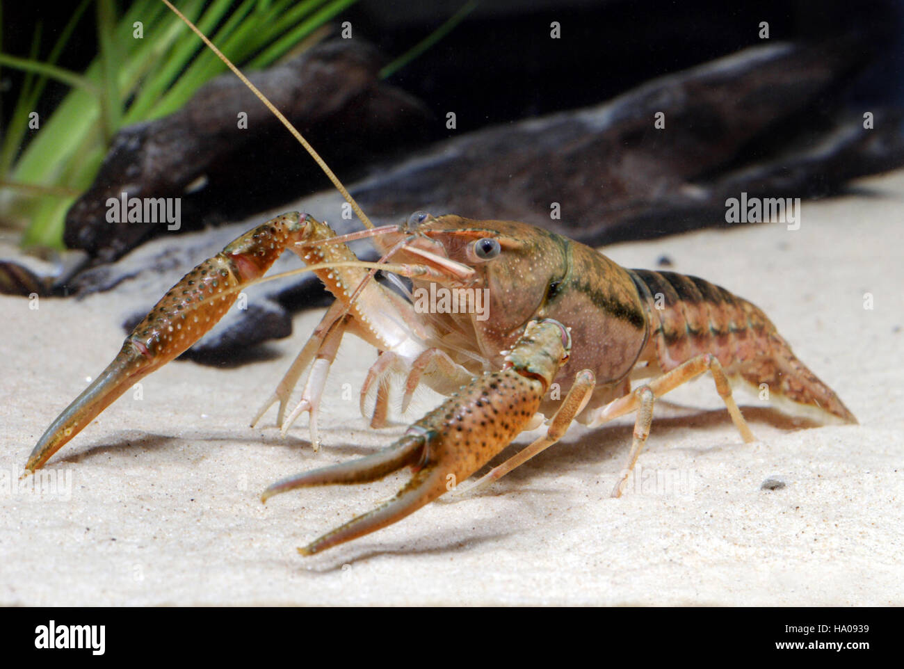 Important ecological creatures hi-res stock photography and images - Alamy