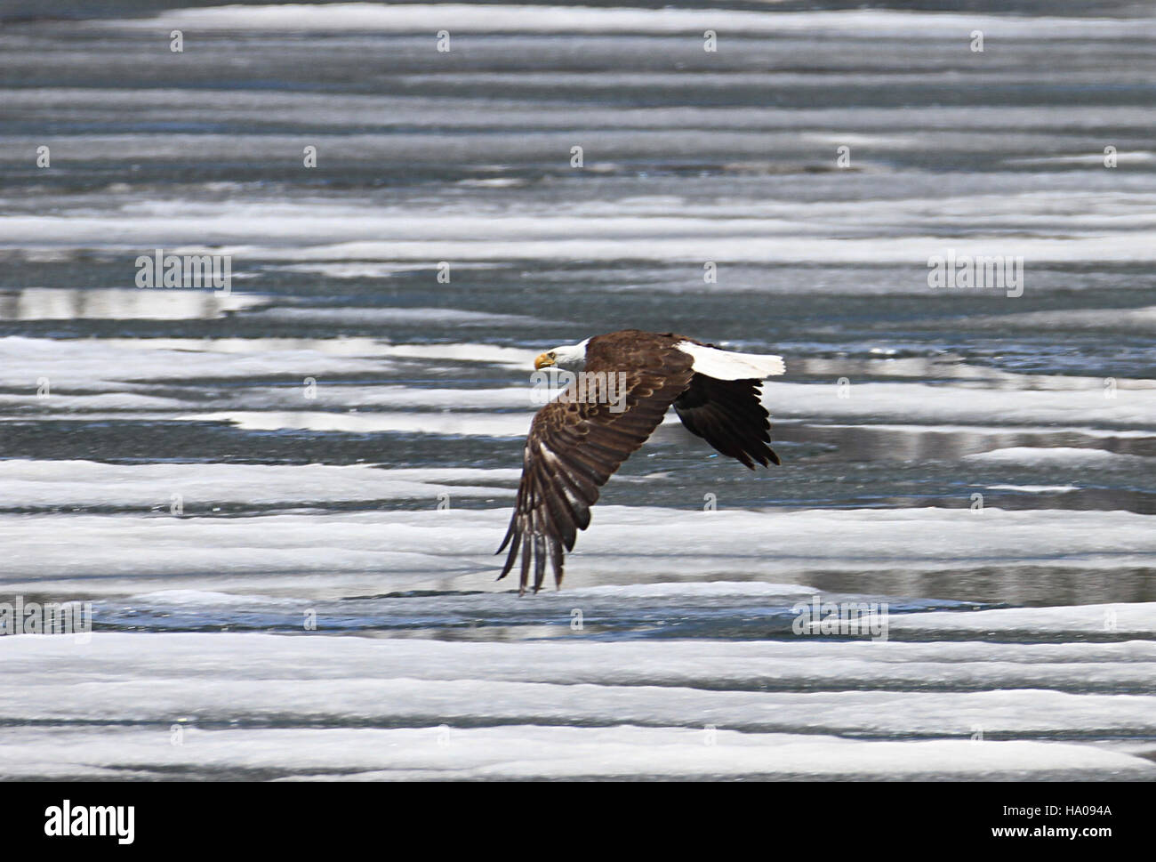 A bald eagle soars over Lewis Lake in Yellowstone National Park ...