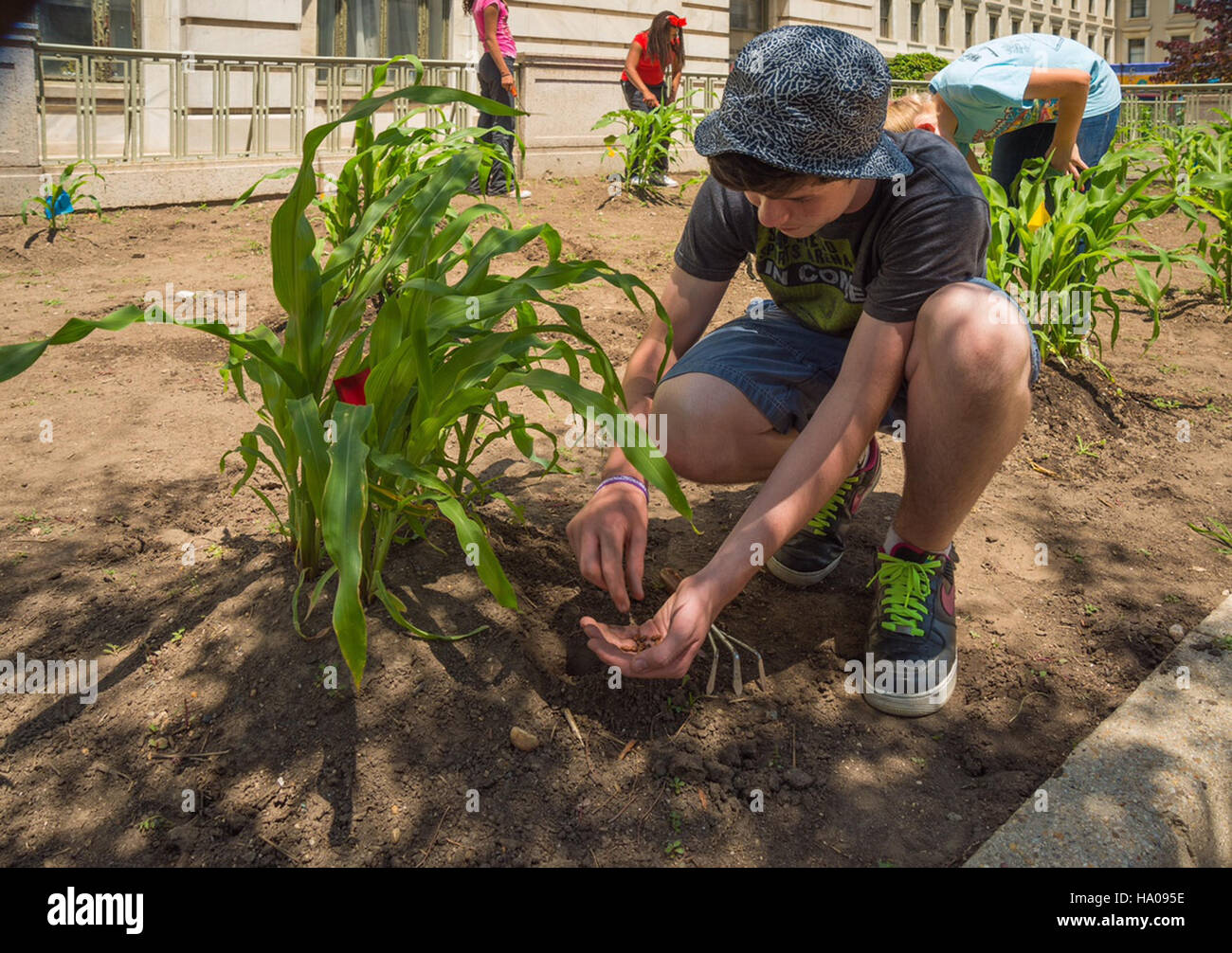 Planting beans school hi-res stock photography and images - Alamy