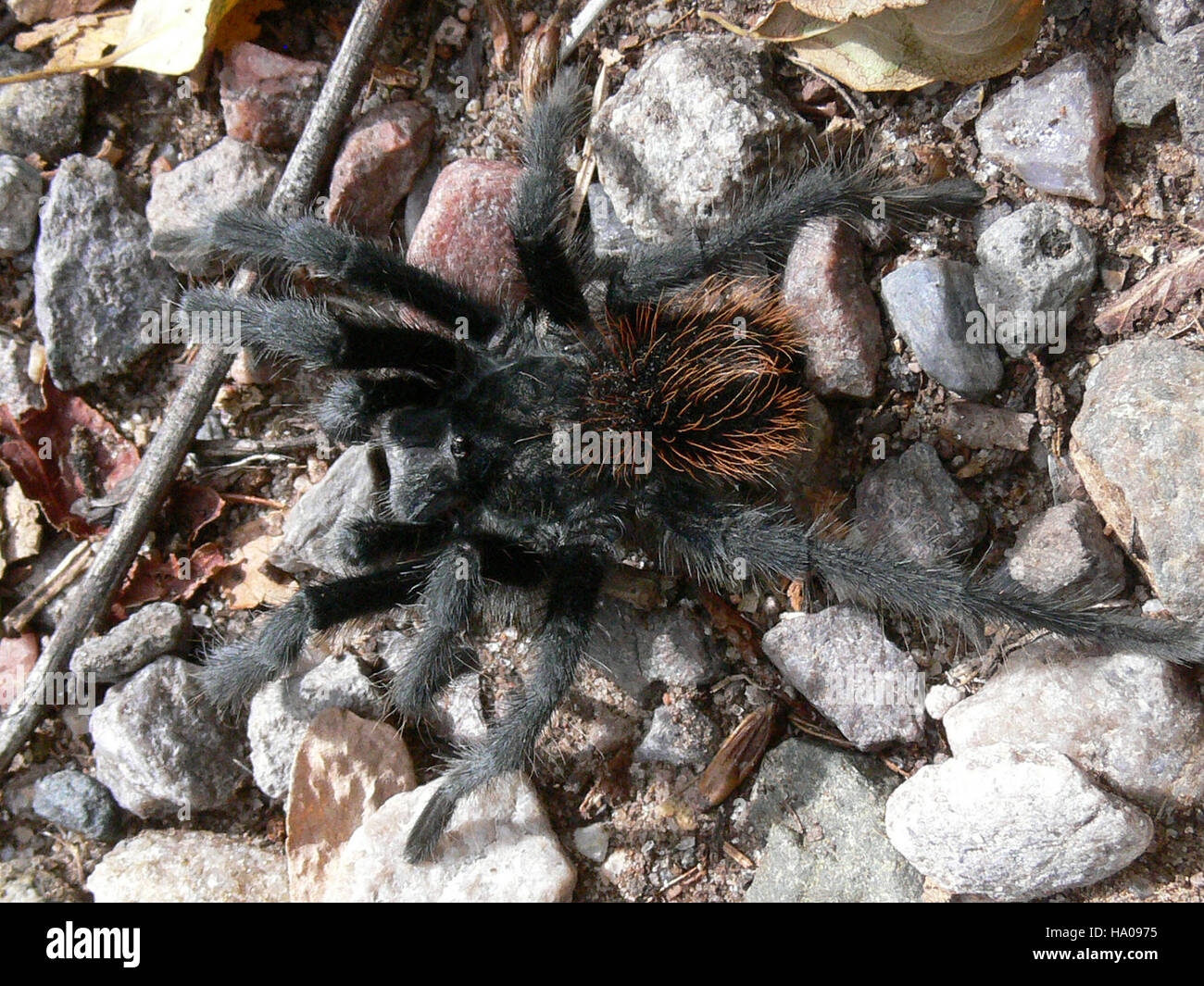 A tarantula is spotted on rocky ground within Bandelier National Park ...