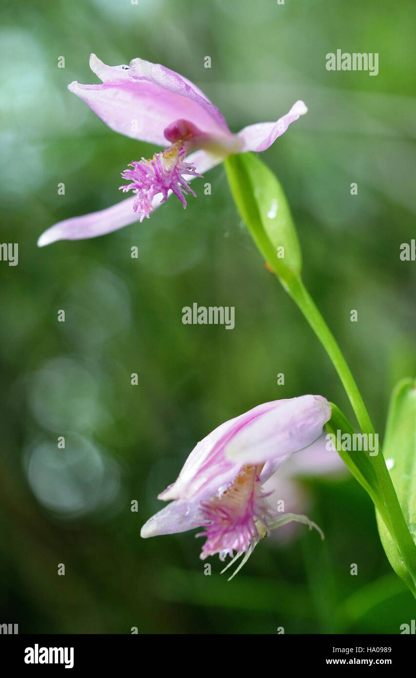 Pogonia hi-res stock photography and images - Alamy