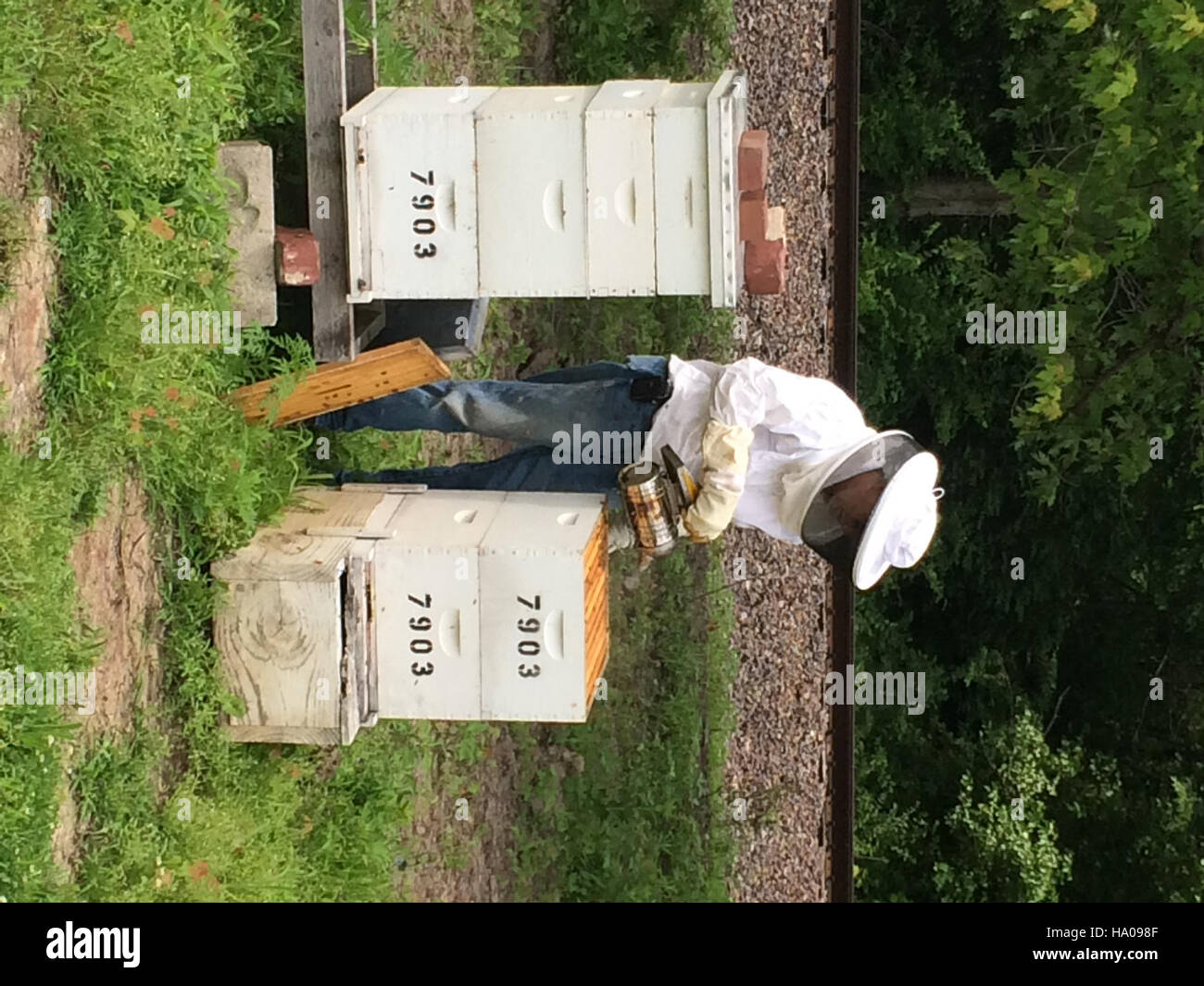 Beekeepers utilize smoke to calm bees while performing hive maintenance ...