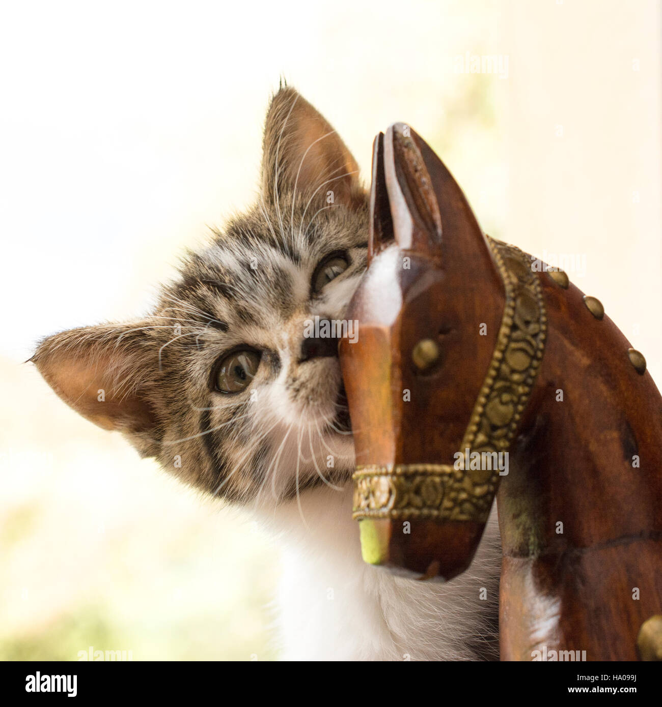 Horse kitten hi-res stock photography and images - Alamy