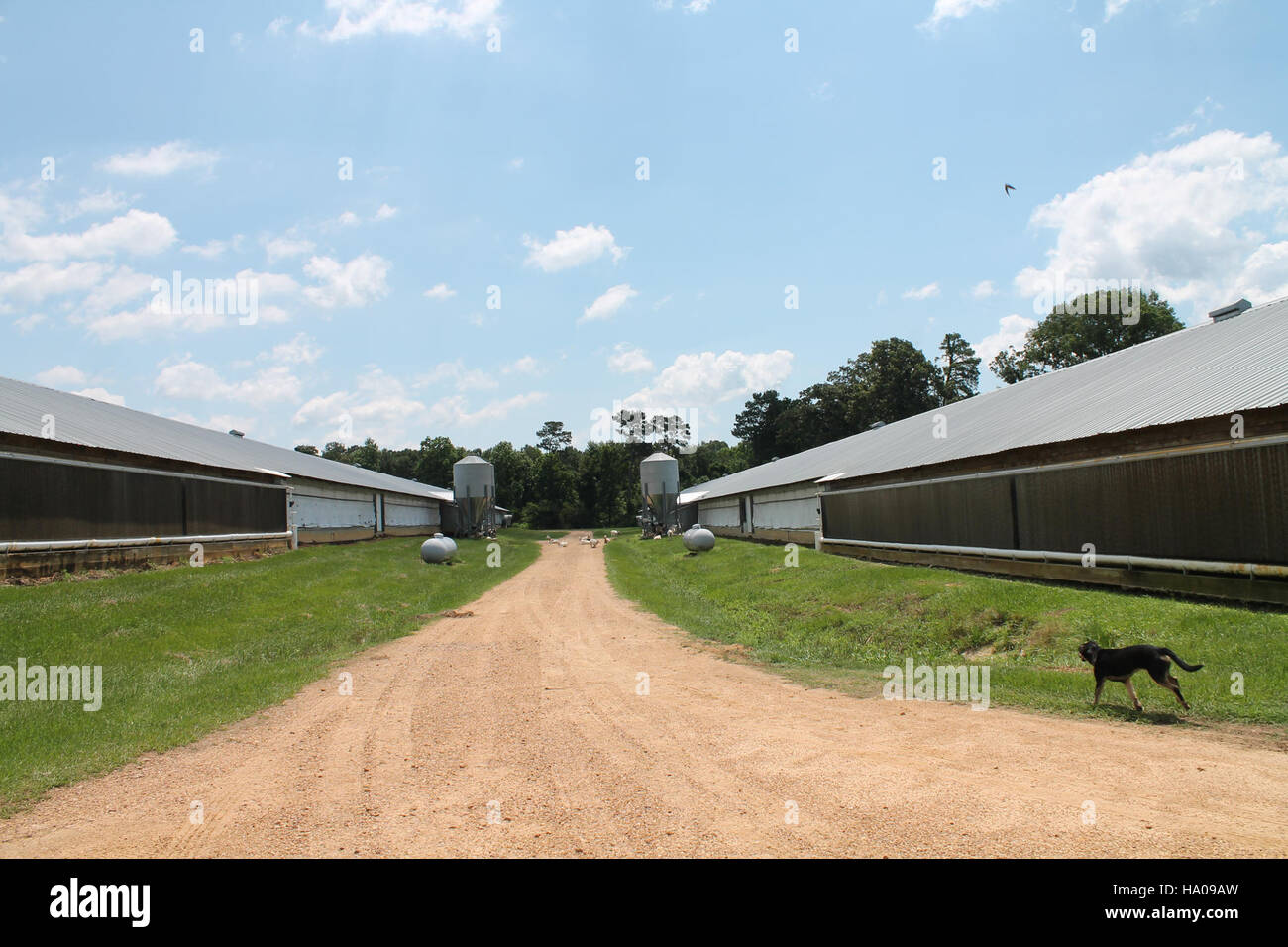 Modern poultry houses on the Pham Farm are designed to enhance animal ...