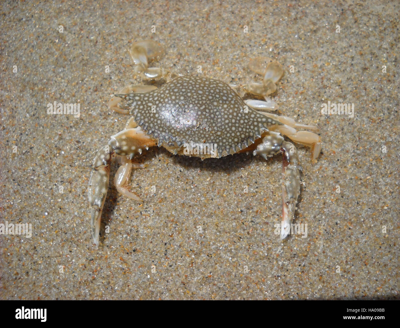 Speckled swimming crab hi-res stock photography and images - Alamy