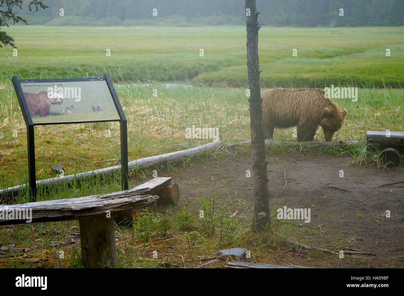 A coastal brown bear munches on vegetation in the marshes of Chinitna ...