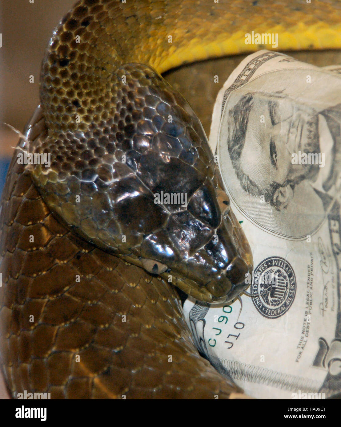 The brown treesnake, an invasive species in Guam, poses a significant ...