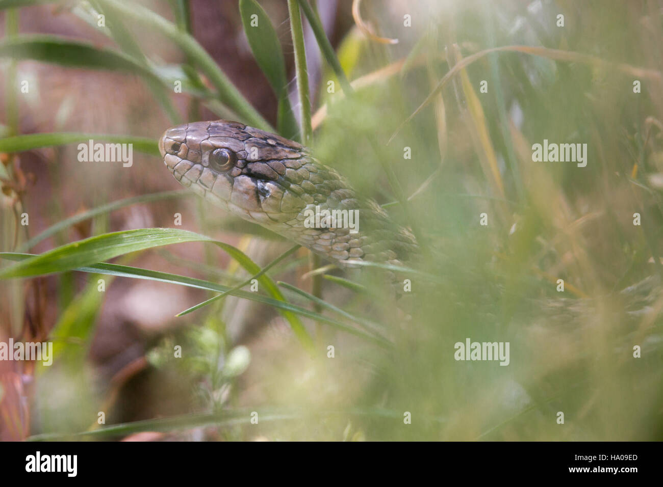 A wandering garter snake in Yellowstone National Park, representing the ...