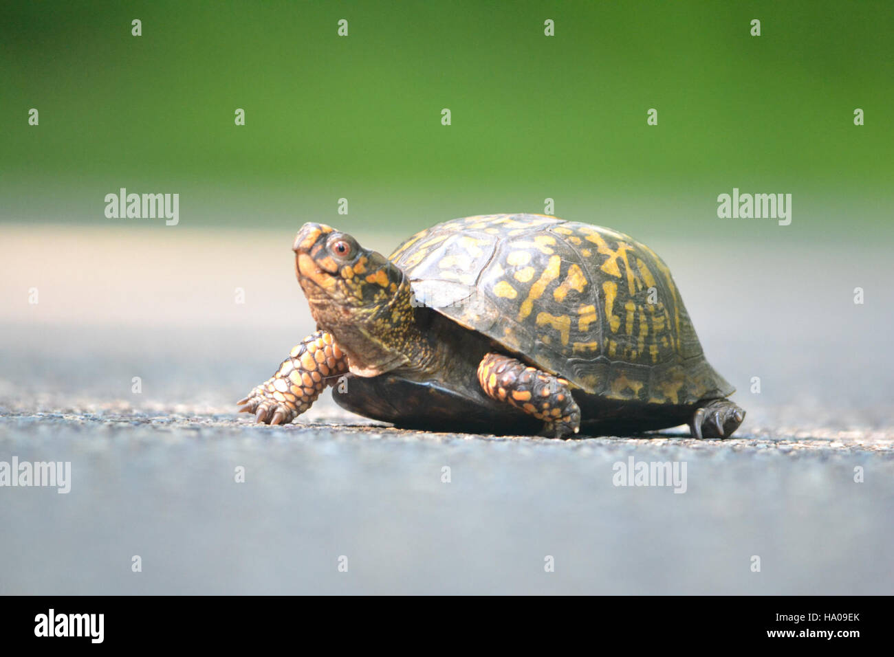 A photo of an Eastern Box Turtle crossing a motor road along a Parkway ...