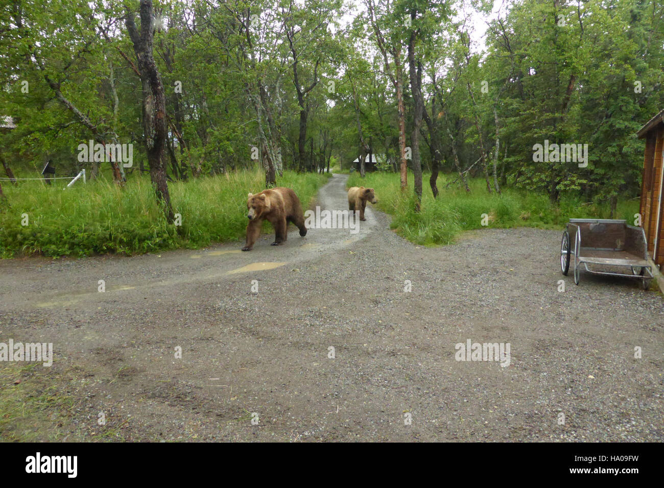 A backpacking trip outside of Brooks Camp Visitor Center in Katmai ...
