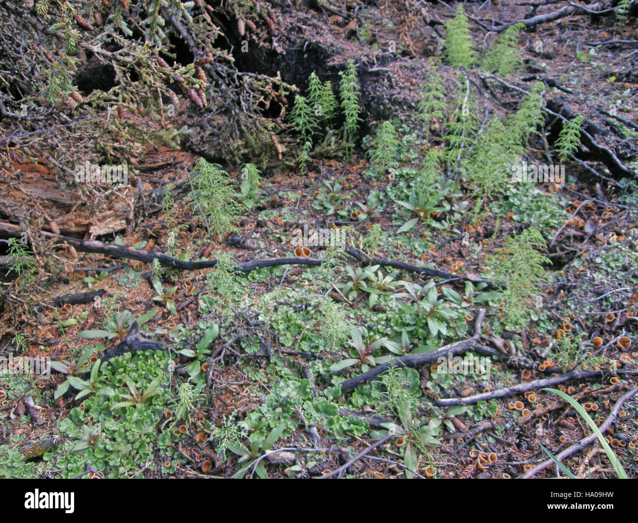 This image of early vegetation in Alaska captures the dynamic changes ...
