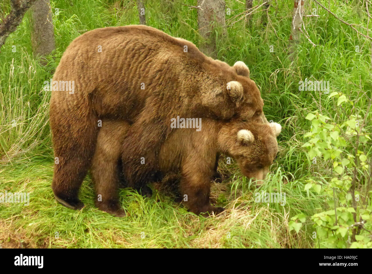 This image captures the mating behavior of two brown bears, Popeye and ...