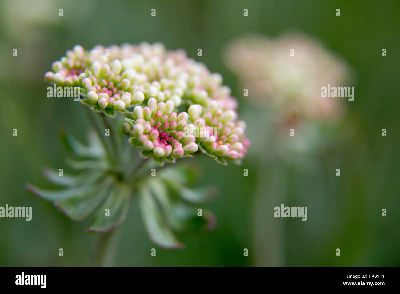 The buckwheat plant thrives in the geothermal soils of Yellowstone ...