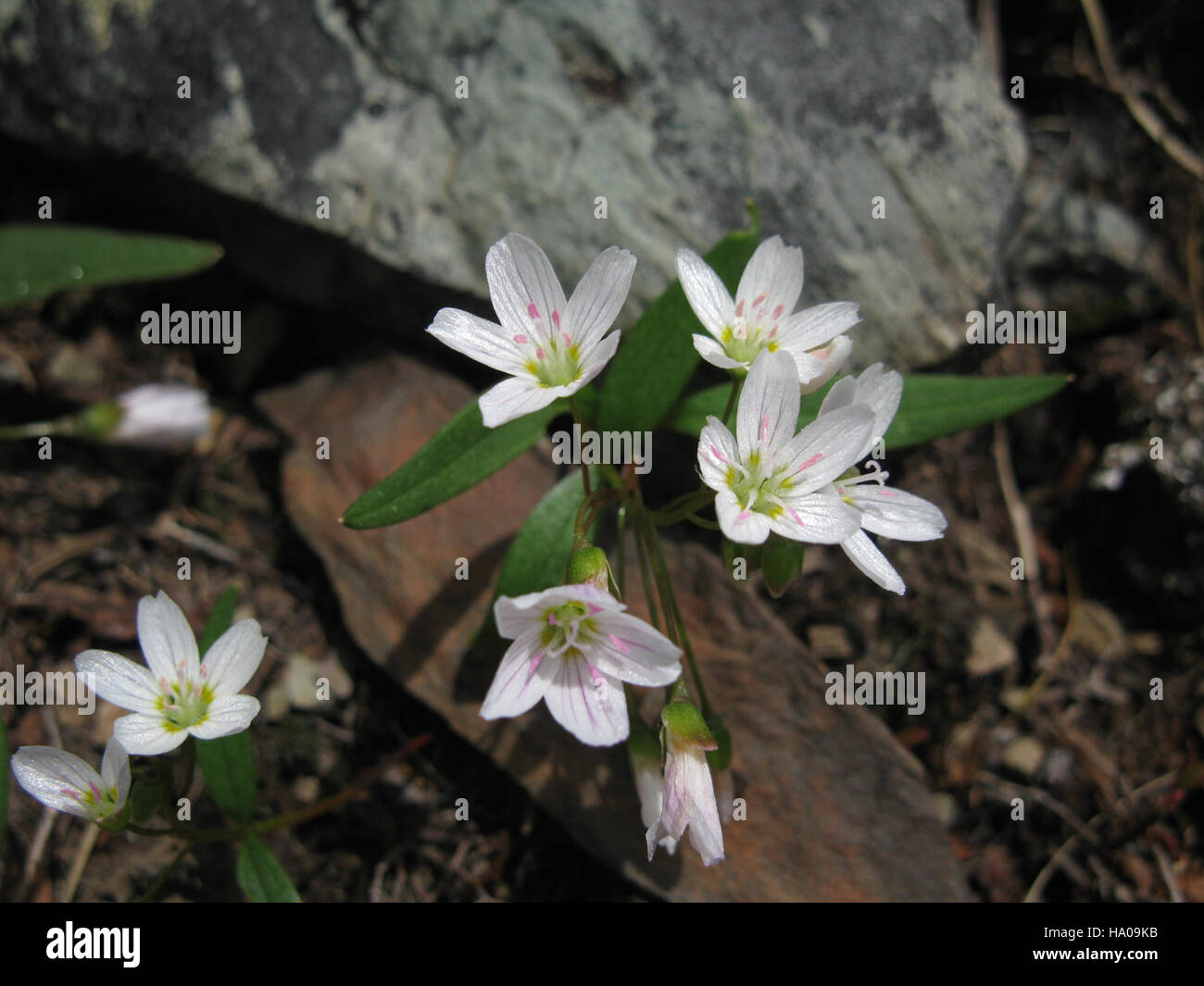 glaciernps 15636362578 Spring Beauty - Claytonia lanceolata Stock Photo ...