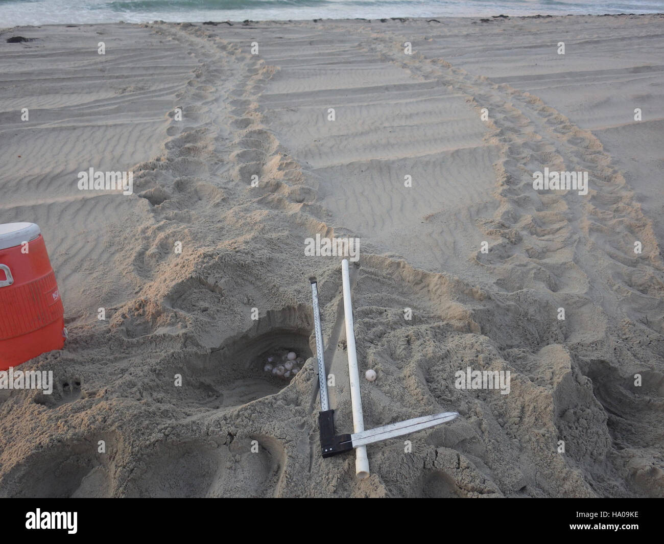 A female loggerhead sea turtle has laid a nest on Ocracoke Beach in ...