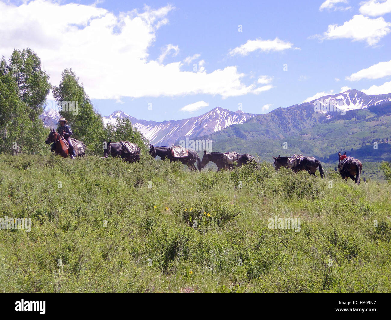 A pack string carries bags of houndstongue, an invasive plant species ...