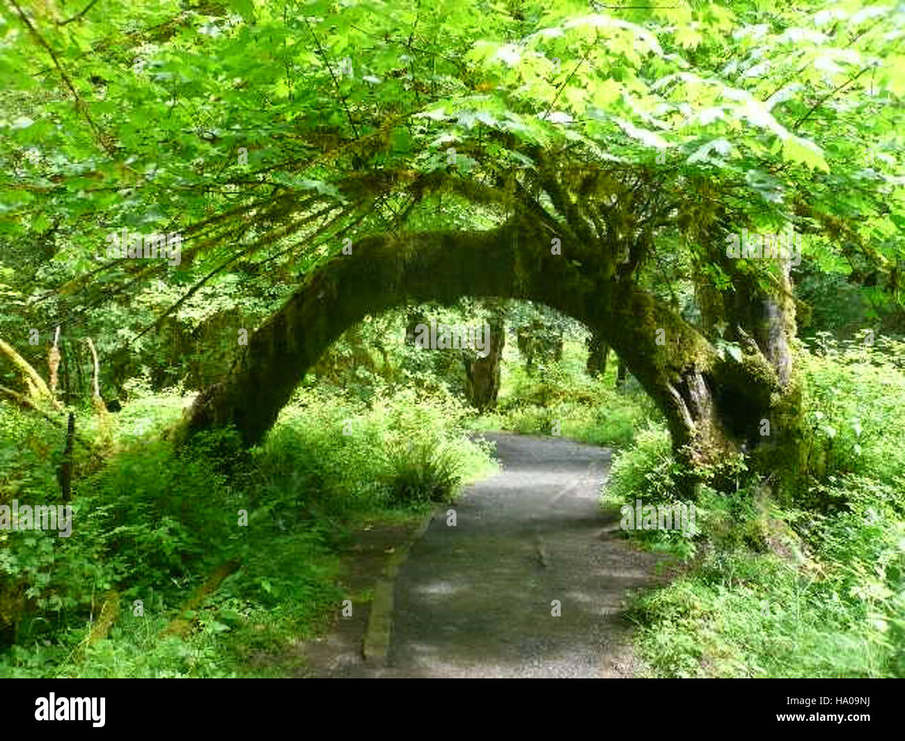 Tree arch olympic national park hi-res stock photography and images - Alamy