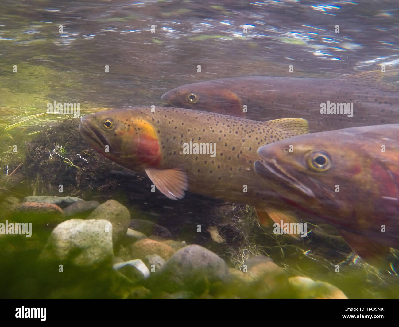 Yellowstone National Park is home to the native cutthroat trout, a key ...