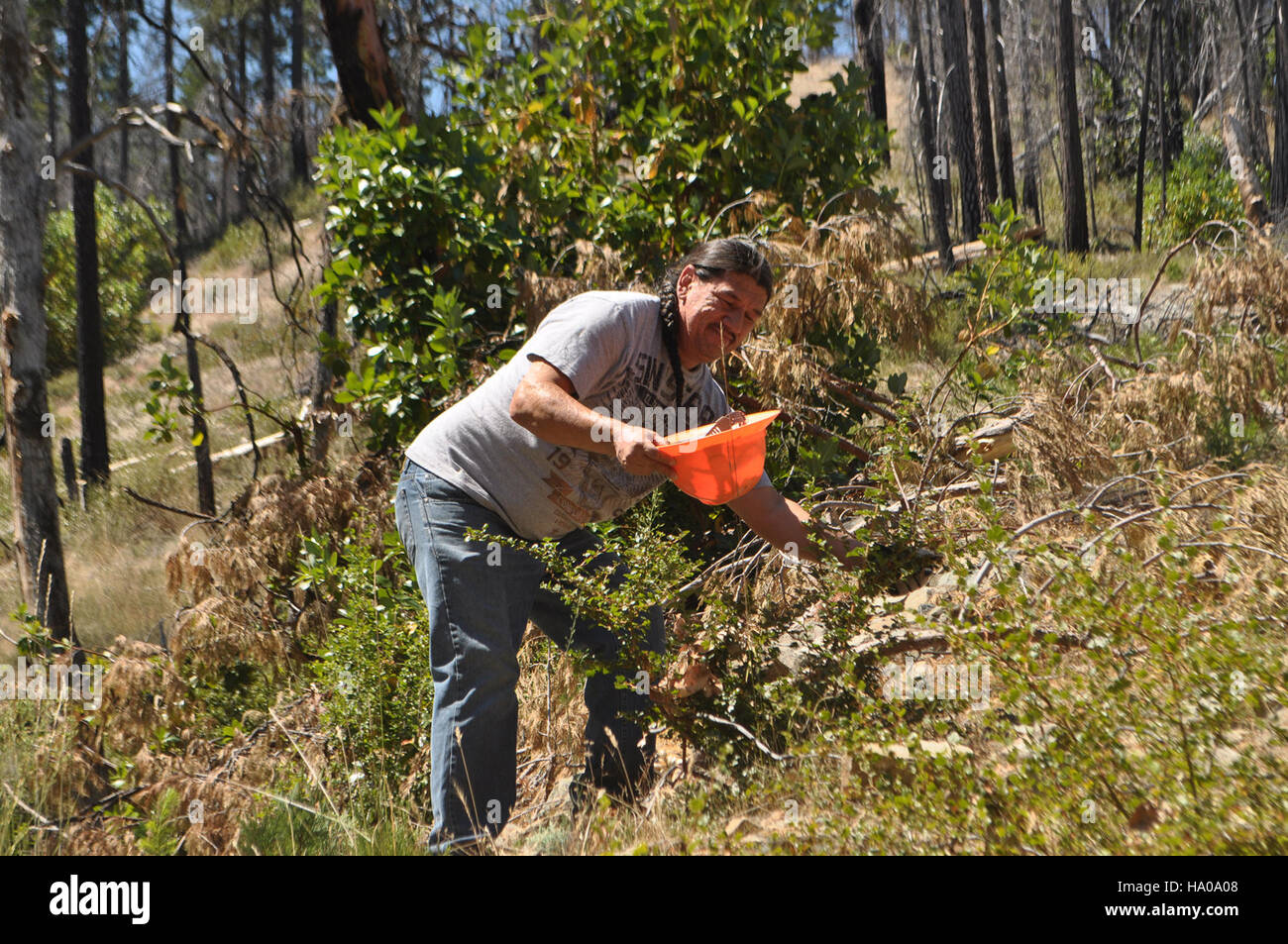 A photo showcasing Traditional Ecological Knowledge (TEK), emphasizing ...