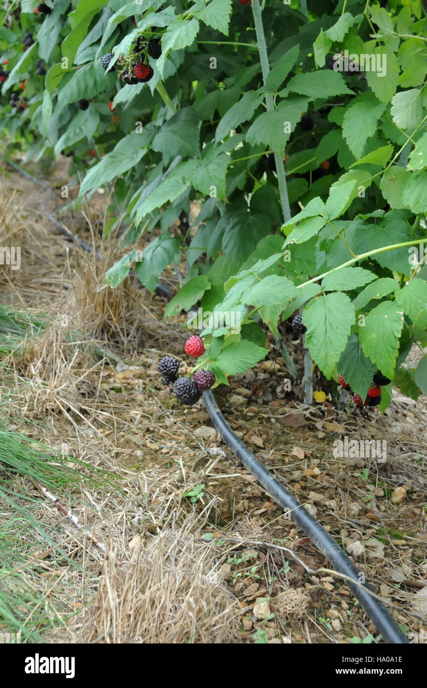 At Butler's Orchard, the USDA supports sustainable farming practices ...