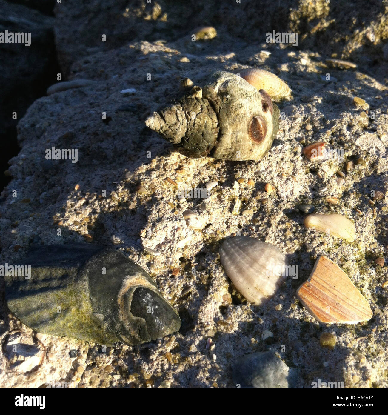 capehatterasnps 14622551734 Whelk Shell Stock Photo - Alamy