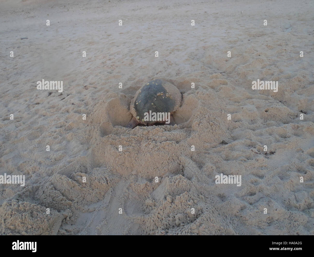 capehatterasnps 14426039269 Nesting Loggerhead Sea Turtle Stock Photo ...