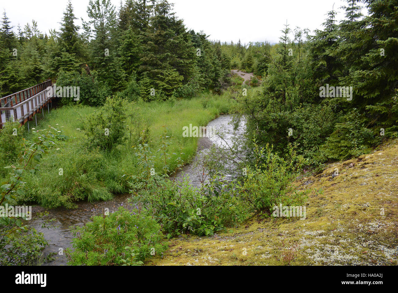 A salmon monitoring camera captures migration activity at Steep Creek ...