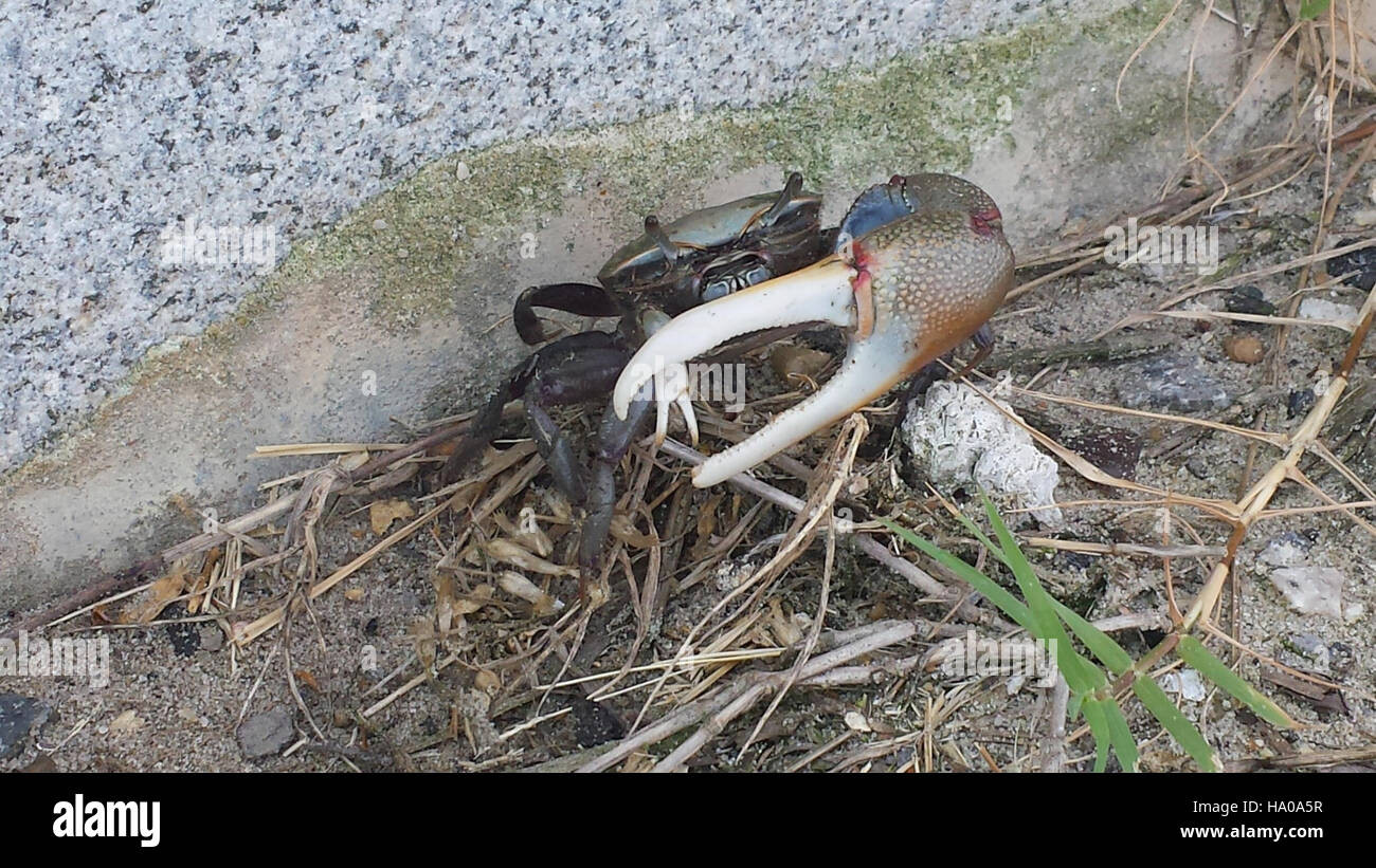 A Fiddler Crab is pictured at Bodie Island Light Station in Cape ...
