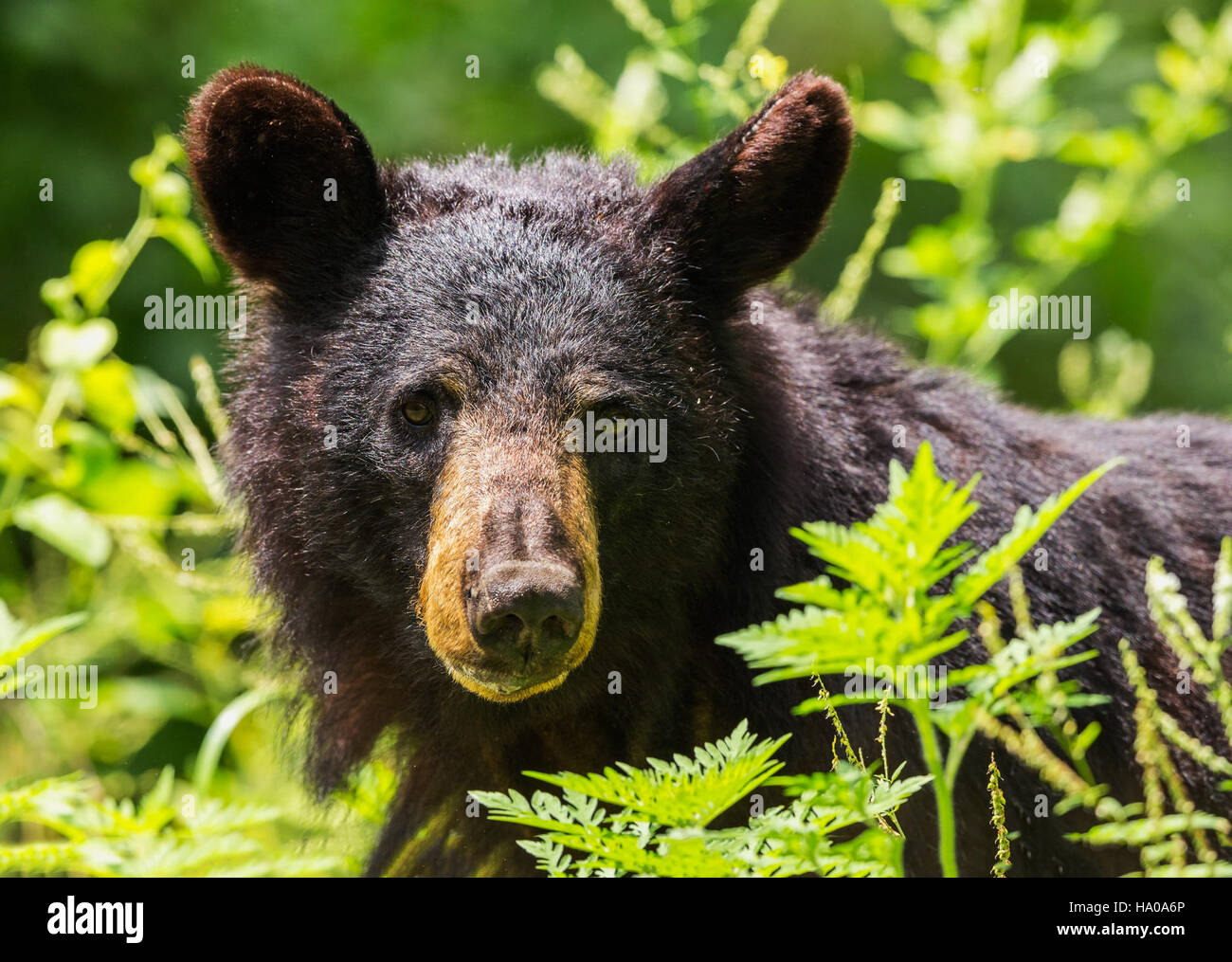The 'Big Muzzle' captures a close-up view of an animal, focusing on its ...