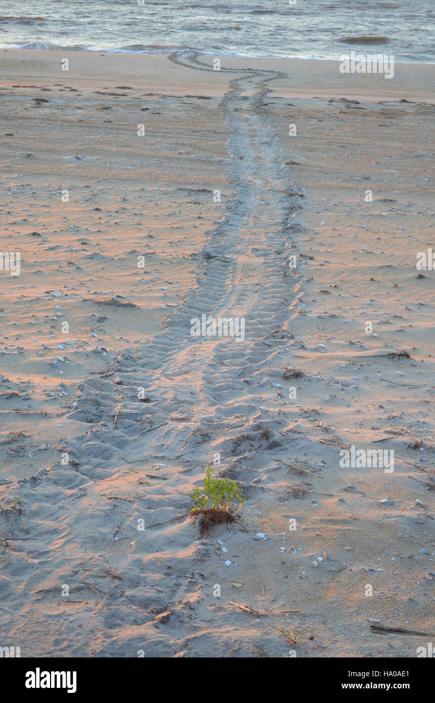The Green Sea Turtle, a species protected under the Endangered Species ...