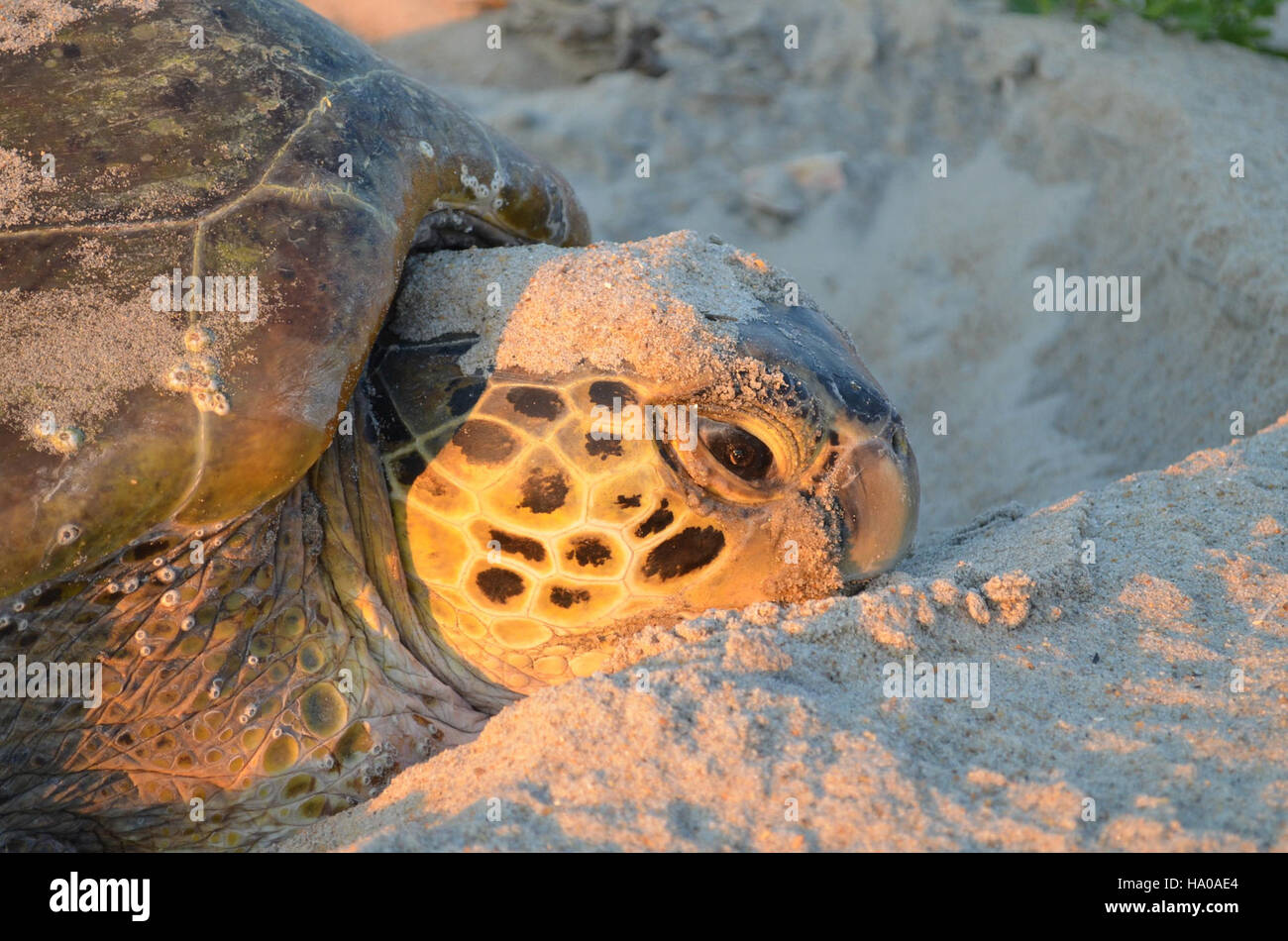 capehatterasnps 14747855586 Eye of the Sea Turtle Stock Photo - Alamy