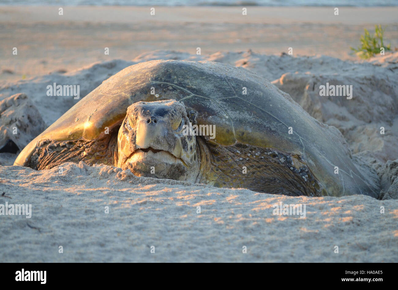 A Green Sea Turtle nest at Cape Hatteras National Seashore, with tracks ...