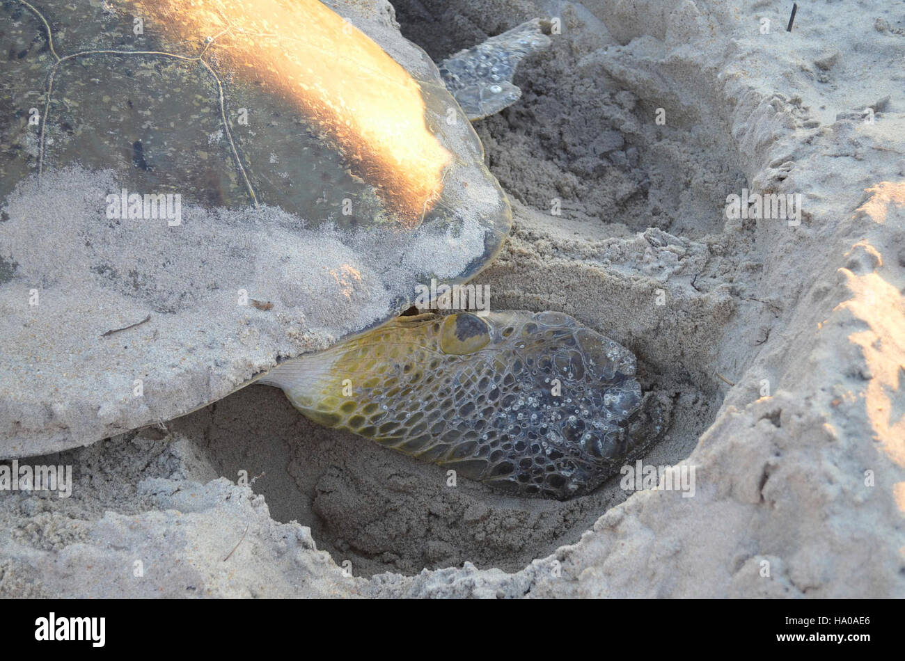 A Green Sea Turtle nests on Cape Hatteras National Seashore ...