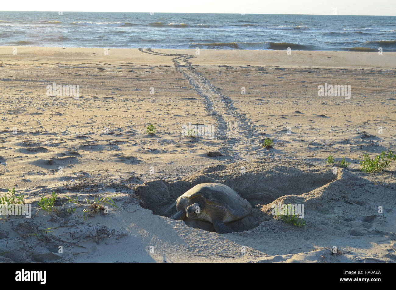 The Green Sea Turtle nests on the sandy beaches of Cape Hatteras ...