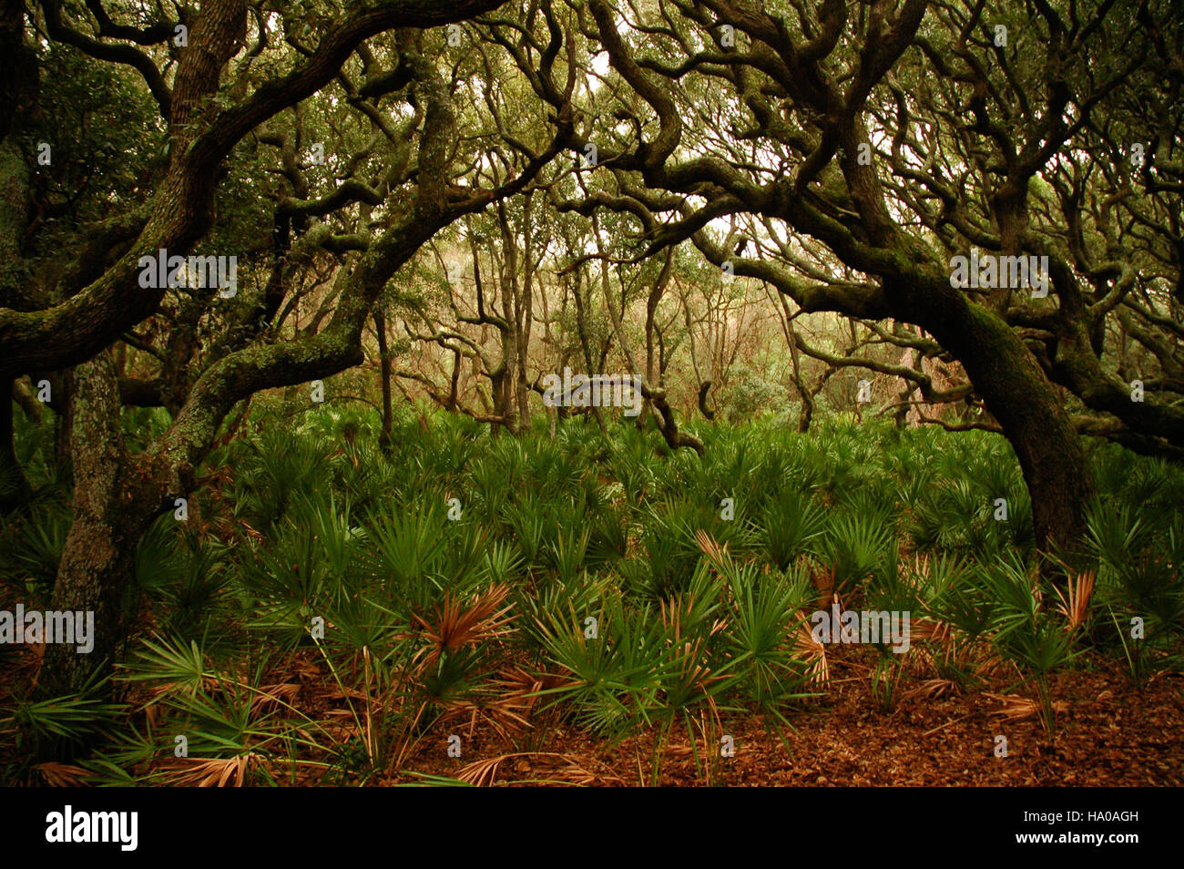 A maritime forest ecosystem, with its unique vegetation and wildlife ...