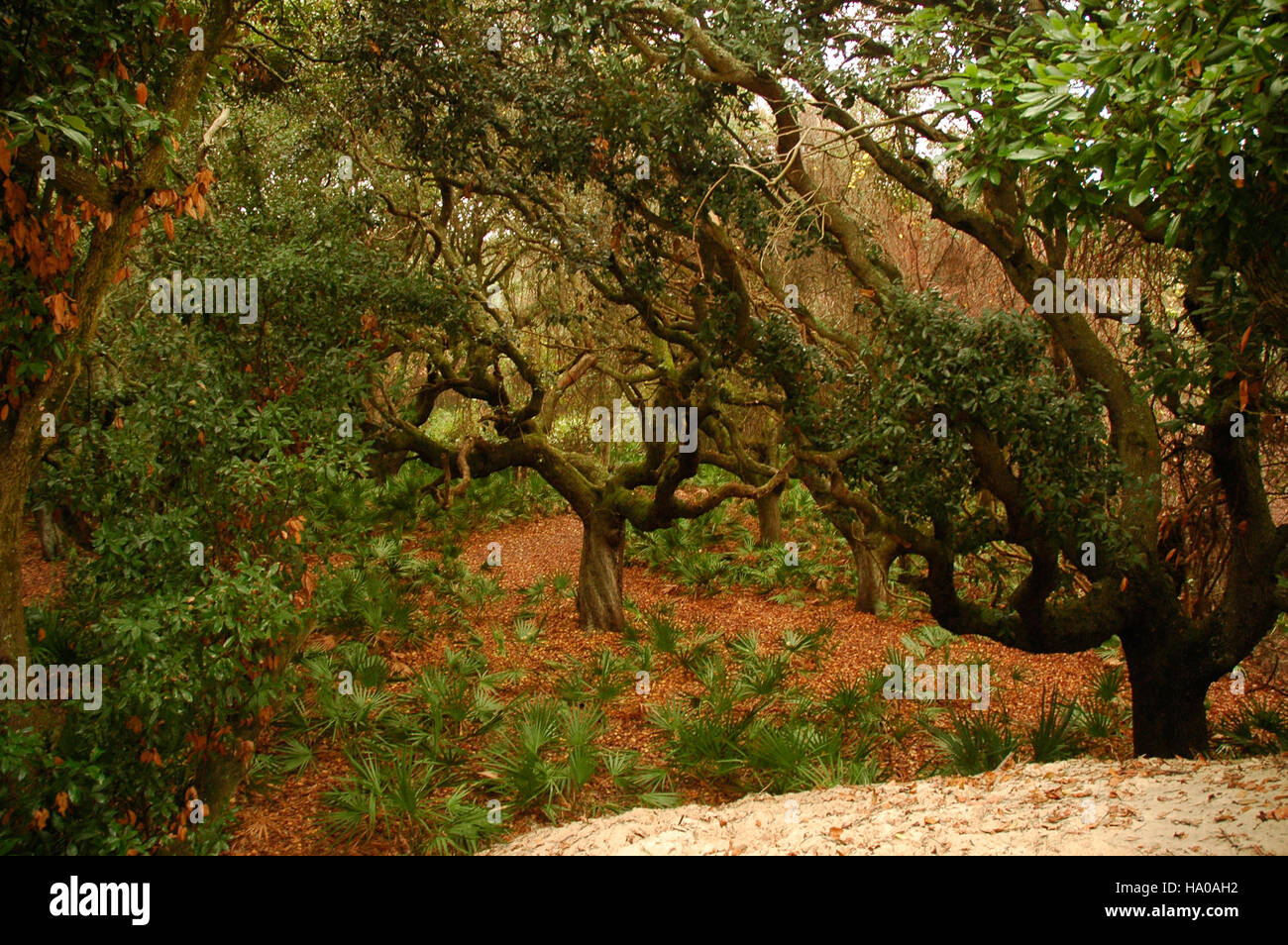 A Live Oak Tree stands tall, representing the rich biodiversity and ...
