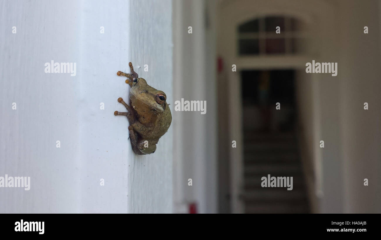 A tree frog was spotted near Bodie Island Lighthouse within Cape ...