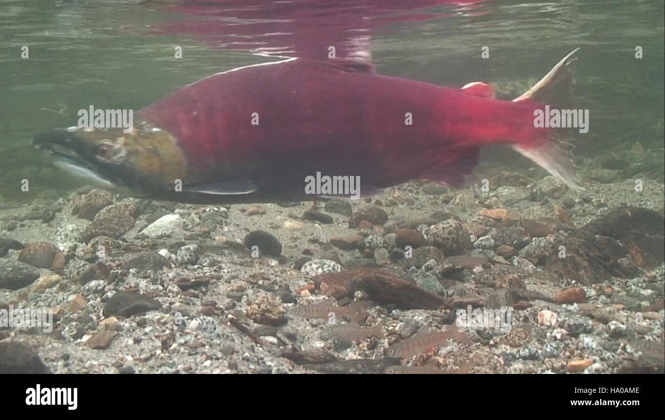 usdagov 14651931944 sockeye coho fry Stock Photo - Alamy