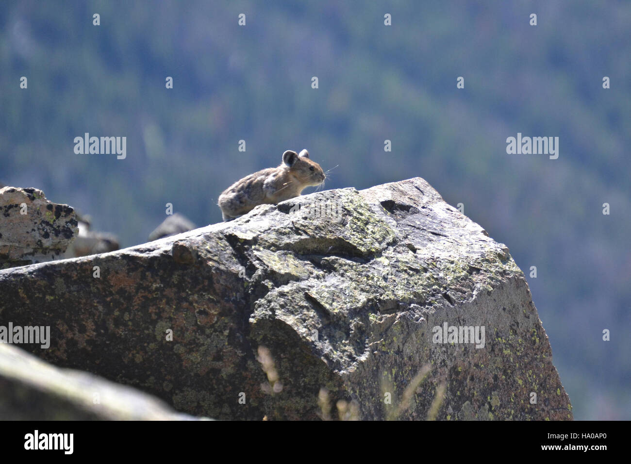 Role in alpine ecosystems hi-res stock photography and images - Alamy