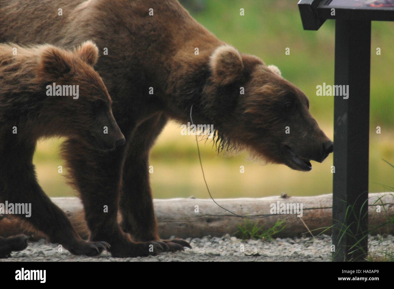 The image of a bear and its cub in Katmai National Park depicts an ...