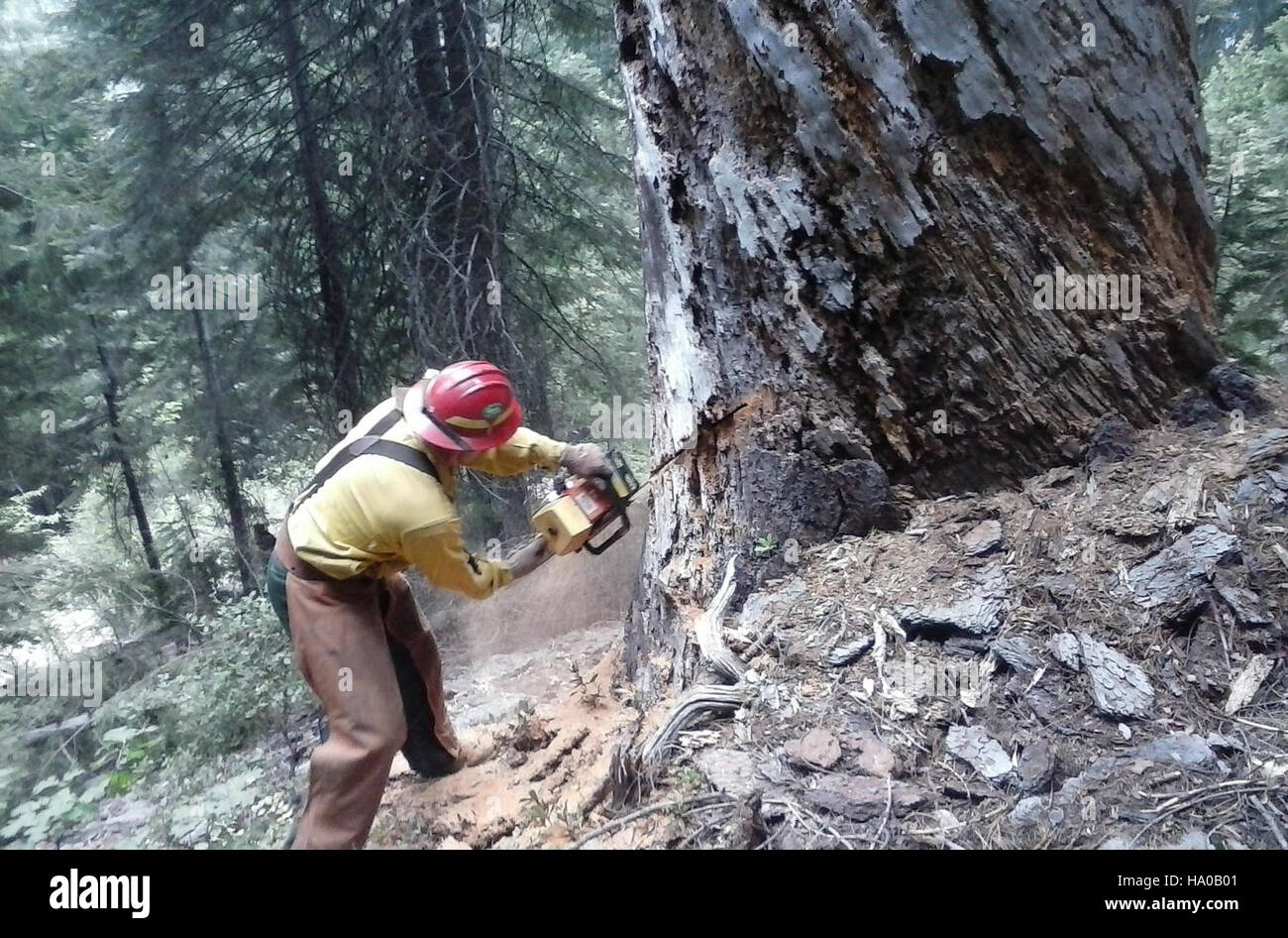 A firefighter working on controlled fire operations in Klamath National ...